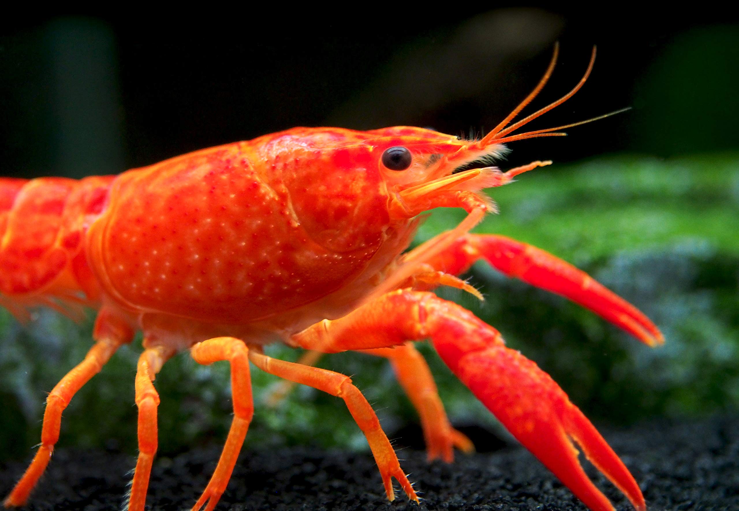 Aquatic Arts 1 Male Neon Red Crayfish | Live Freshwater Aquarium Lobster / Crawfish / Crawdad / Real Living Fish Tank Pet