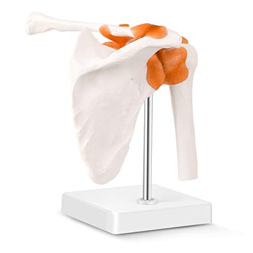 LYOU Human Shoulder Joint Model, Life Size Flexible Anatomically Accurate Shoulder Skeleton Model with Functional Ligaments and Removable Base