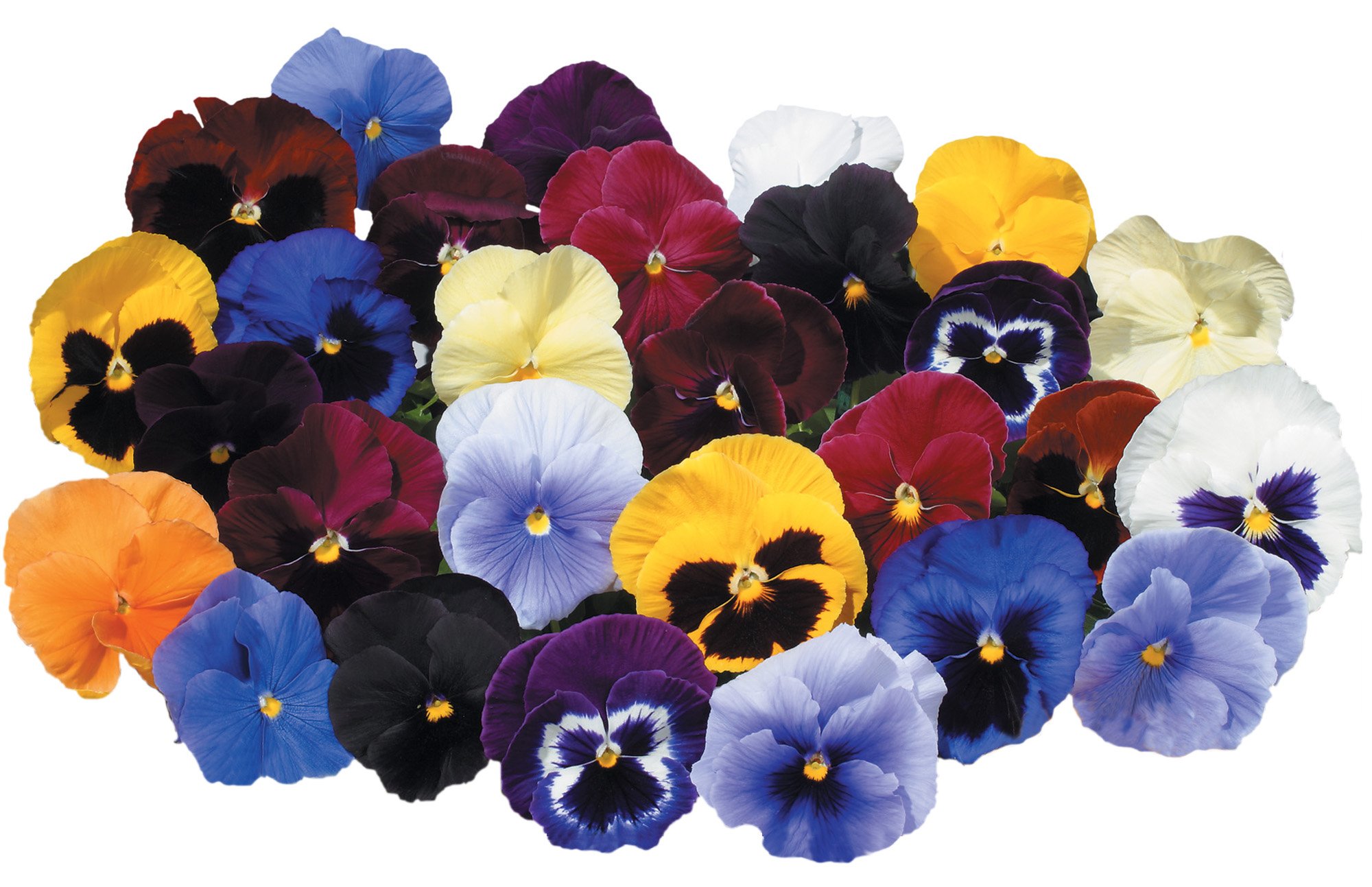 Burpee Atlas Mix Pansy Seeds 35 seeds
