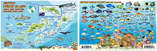 British Virgin Islands Dive Map & Coral Reef Creatures Guide Franko Maps BVI Laminated Fish Card