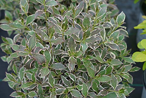 4.5 in. Quart My Monet Purple Effect (Weigela) Live Plant, Purple Flowers