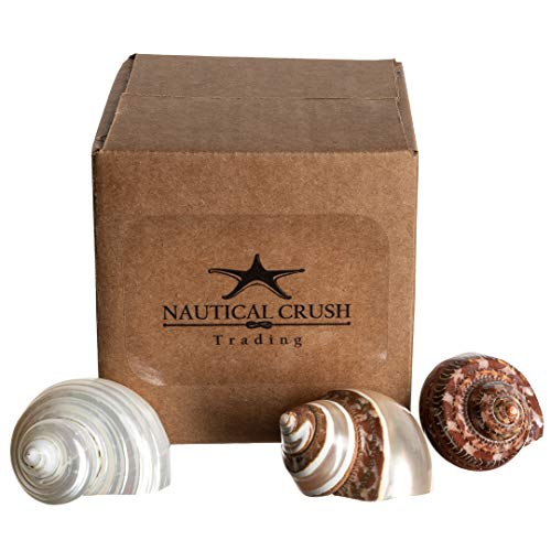 Hermit Crab Shells | Turbo Shells | 1 Brown, 1 Banded, and 1 White Pearlized Turbo Shells 1.75"-2" | Opening Size Approx. 1" | Hermit Crab House for Décor | Plus Free Nautical eBook by Joseph Rains