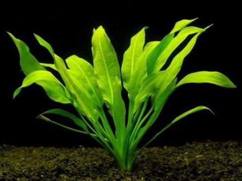 Echinodorus Bleheri | Amazon Sword Paniculatus Potted Live Aquarium Plants for Aquatic Freshwater Fish Tank by Greenpro