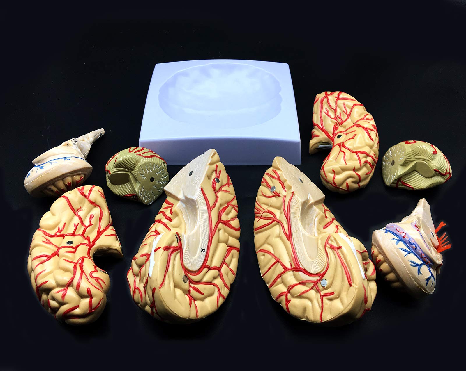 Human Brain Model, Anatomically Accurate Brain Model 8-Part Human Brain Anatomy for Science Classroom Study Display Teaching Medical Model