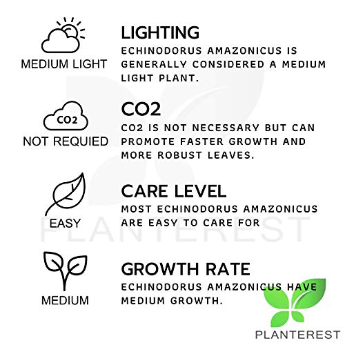 Planterest β Amazon Sword Bundle Medium Easy Background Live Aquarium Plant Decorations BUY2GET1FREE
