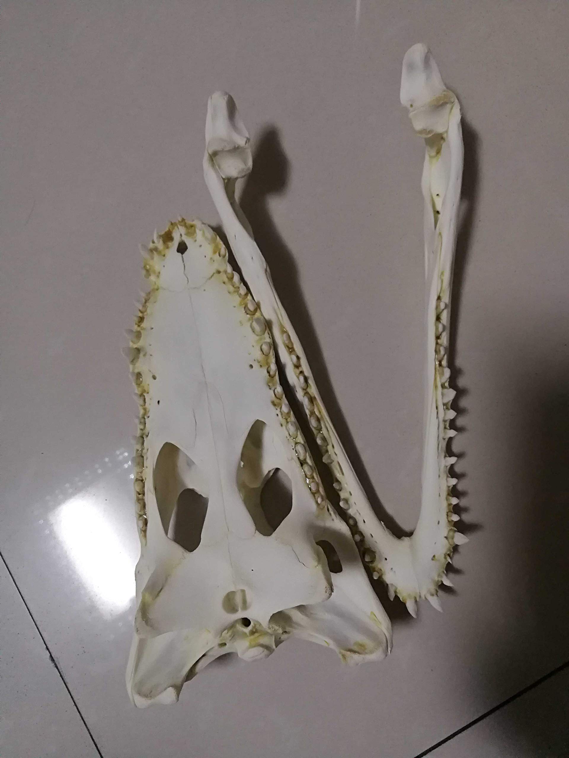 Farming method, real crocodile skull specimen, Feng Shui ornaments, real crocodile, home improvement, office furniture, office decoration