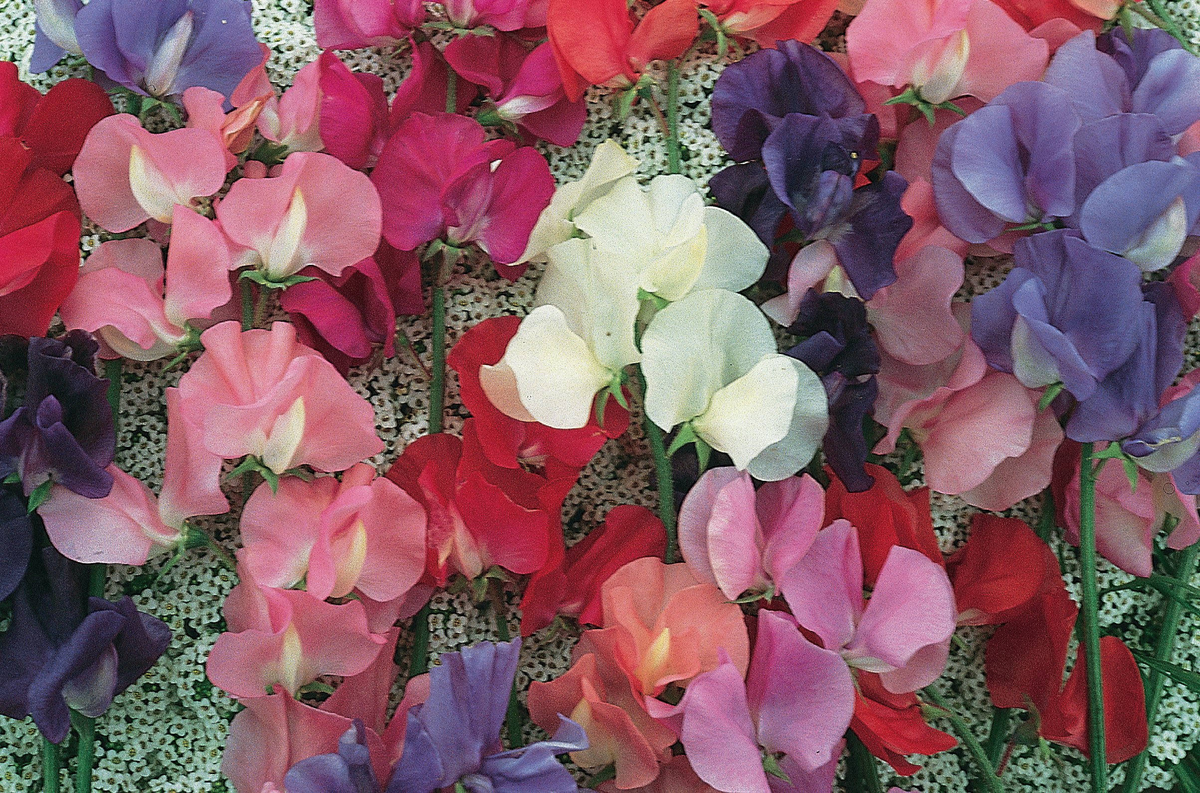 Burpee Eckfords Finest Mix Sweet Pea Seeds 50 seeds