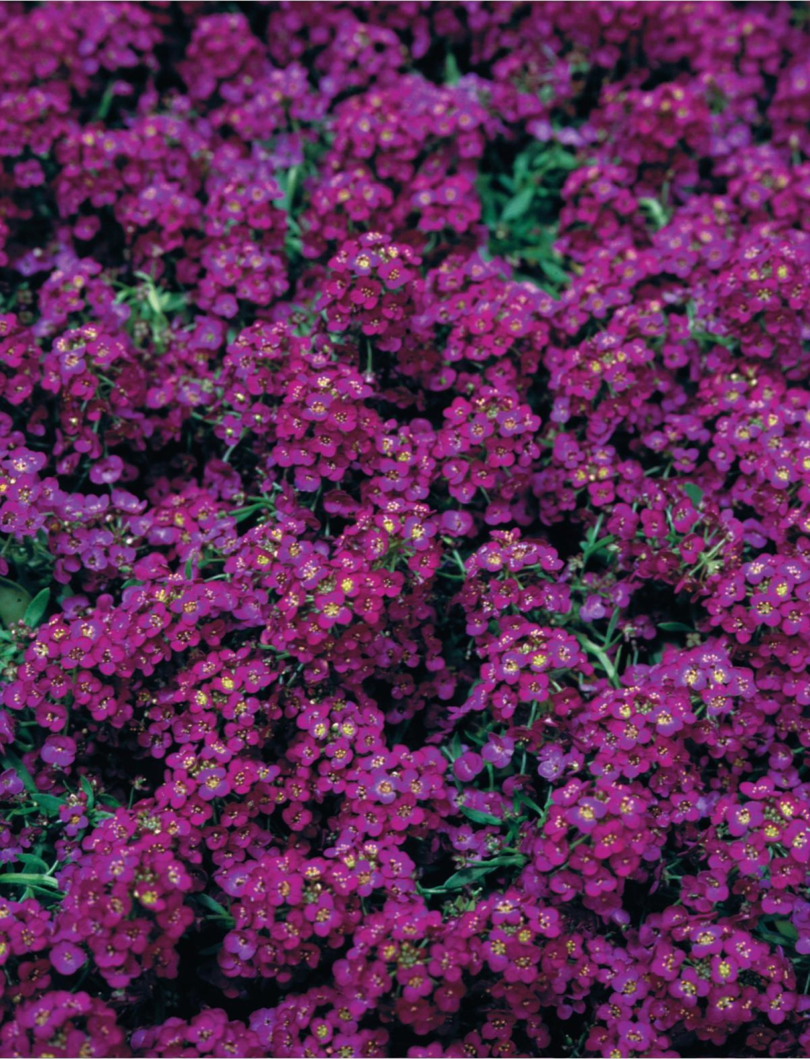 Burpee Royal Carpet Alyssum Seeds 2500 seeds