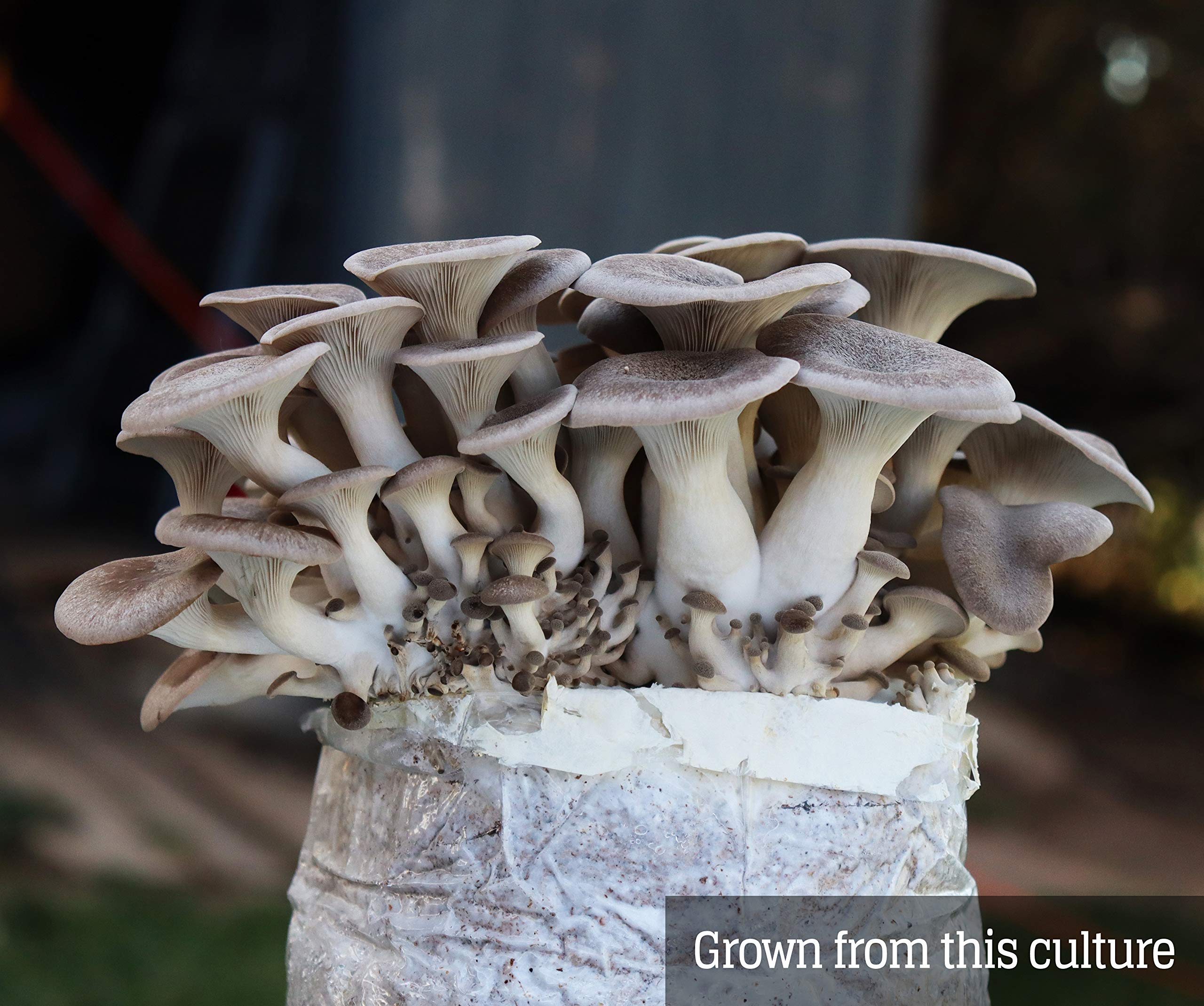 Mushroom Liquid Culture - Black Pearl King (Pleurotus eryngii/ostreatus)