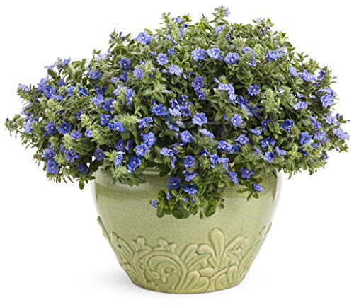 4.25 in. Eco+Grande, Blue My Mind® Dwarf Morning Glory (Evolvulus) Live Plant, Blue Flowers