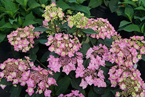 4.5 in. Qt. Let's Dance Can Do™ Reblooming Hydrangea (Serrata) Live Plant, Purple Flowers