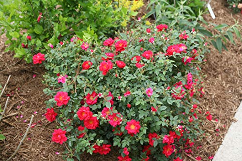 4.5 in. Quart OSO Easy Urban Legend Rose (Rosa) Live Plant, Red Flowers