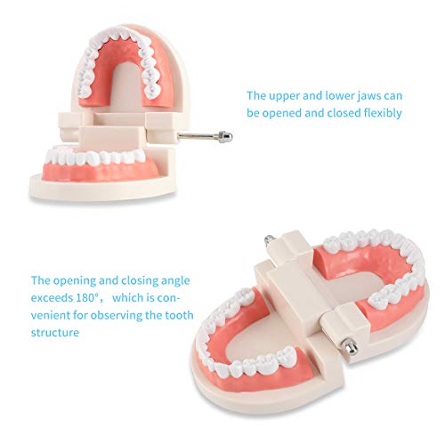 Dental Adult Standard Teeth Model, Typodont Demonstration Denture Model|Mouth Teeth Model Dental Supplies for Kids, Dentist Students, Patient, Teaching, Studying, Displaying, Educating