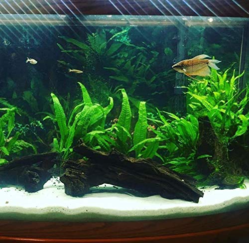Mainam Java Fern Planted on Driftwood Microsorum Pteropus Freshwater Easy Low Light Live Aquarium Plant Decorations 3 Days Guarantee