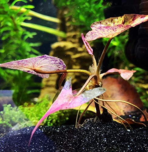 Planterest - Dwarf Water Lily Loose Nymphaea Rubra Bulb Live Aquarium Plant Decorations BUY2GET1FREE