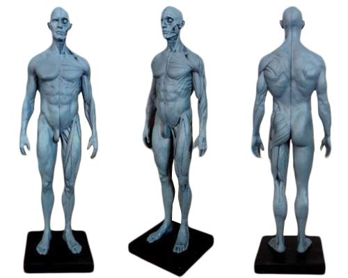Doc.Royal 30cm Height Human Anatomical Anatomy Skull Head Body Model Muscle Bone