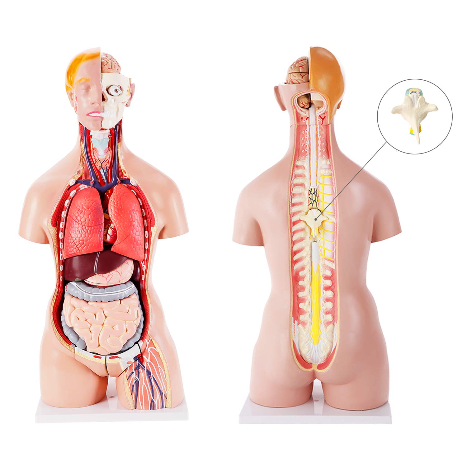 FriCARE Anatomy Model Human Body, Torso Anatomical Models for Medical Students Study Science High School Education Kids, Life Size with Internal 32 Removable Organ
