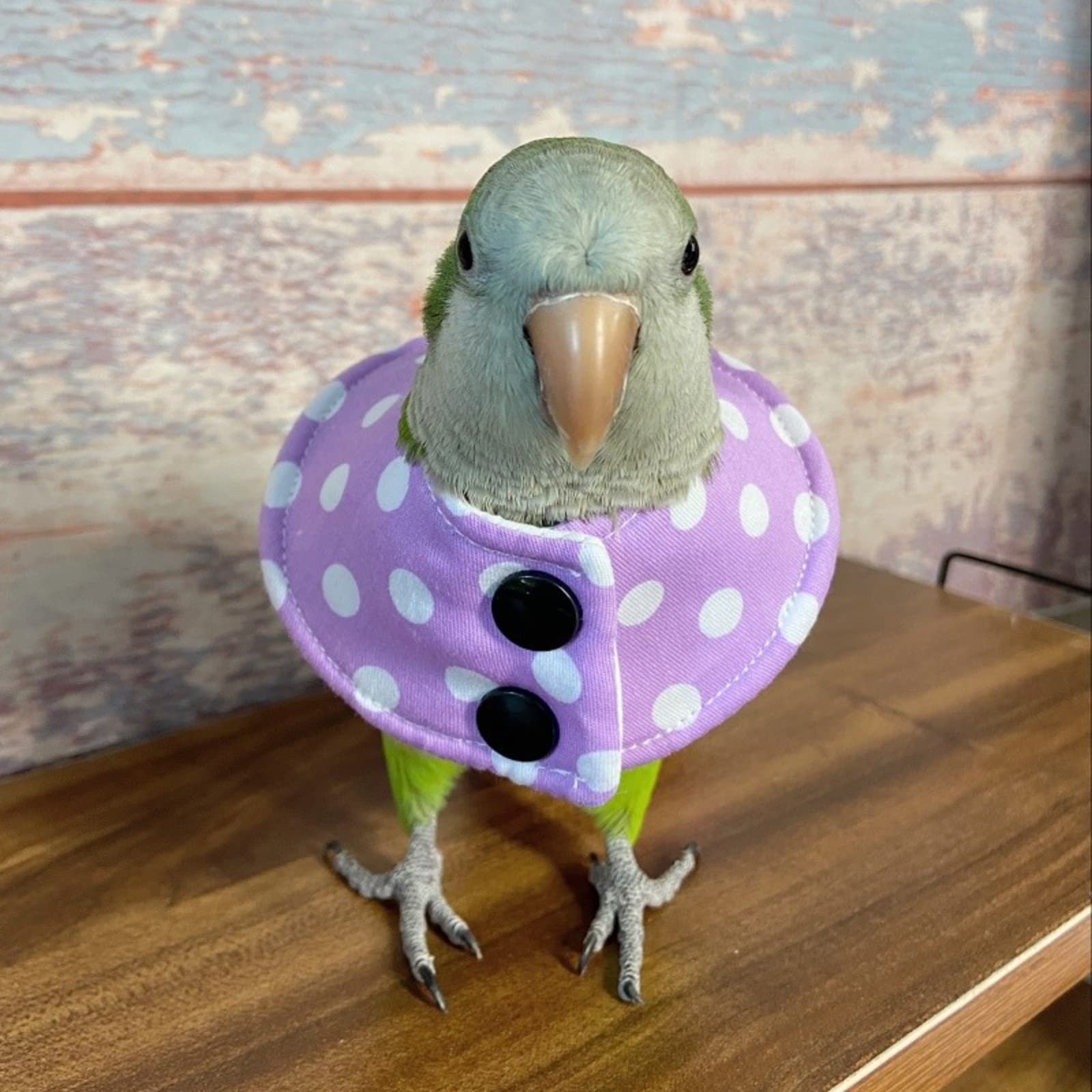 Yu~'s north Bird Collar Anti Bite Elizabethan Recovery Cone, Neck Protector for Feather Plucking, Skin-Friendly Neckwear Full Body Shield Parakeet Conure Cockatiel (Purple, S), white, B2