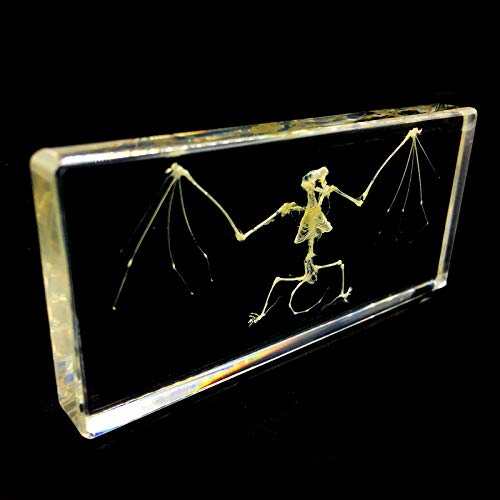 Real Bat Skeleton Specimen in Acrylic Block Paperweights Science Classroom Specimens for Science Education(5.5x2.5x1 Inch)