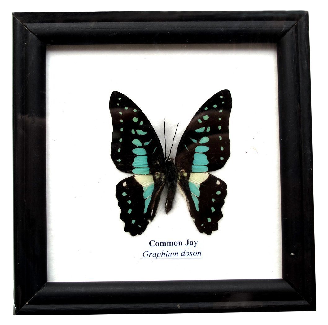 Insectfarm Framed Real Beautiful Common Jay Butterfly Specimen Collection Display Insect Taxidermy