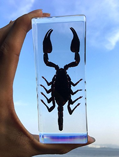 FUNSXBUG Real Black Scorpion Paperweights Specimen for Science Education Paperweight for Book for Office for Desk(4.4x1.6x1.1)