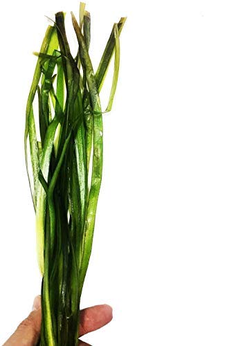 Planterest - Giant Jungle Val | Vallisneria Gigantea Potted Freshwater Live Aquarium Plant BUY2GET1FREE