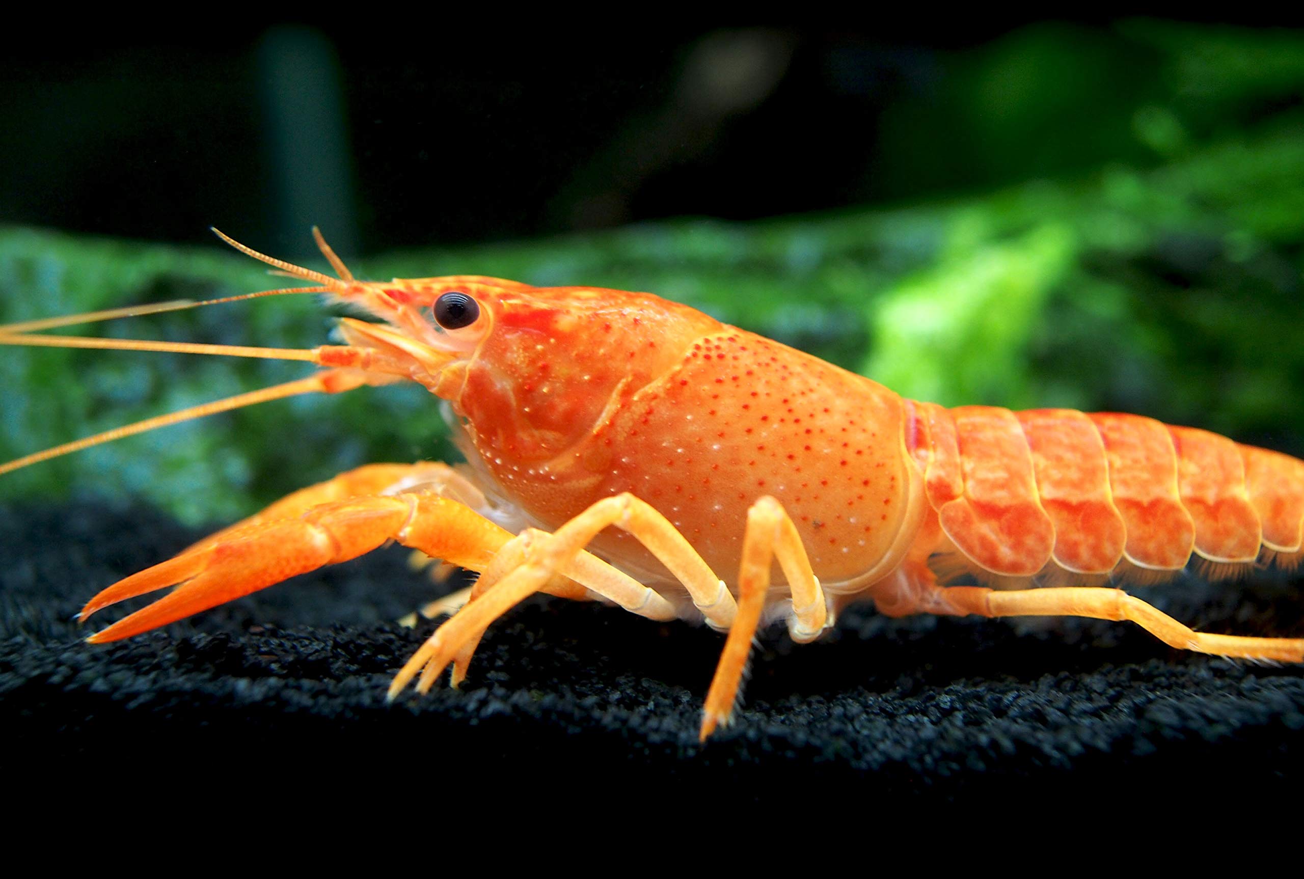 Aquatic Arts 1 Male Neon Red Crayfish | Live Freshwater Aquarium Lobster / Crawfish / Crawdad / Real Living Fish Tank Pet