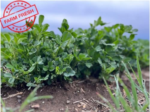 5 Lbs Fresh Alfalfa Hay by Bunny Honey - USDA Organic Natural Hay for Guinea Pigs, Rabbits, Hamsters, Hedgehogs, and More Small Select Animal Pets - 2nd Cut Fresh from Farm (5LB)