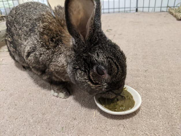 Sherwood Pet Health Rabbit Emergency Kit (Small) with Timothy Recovery Food and Appetite Restore in Stay-Fresh Packets