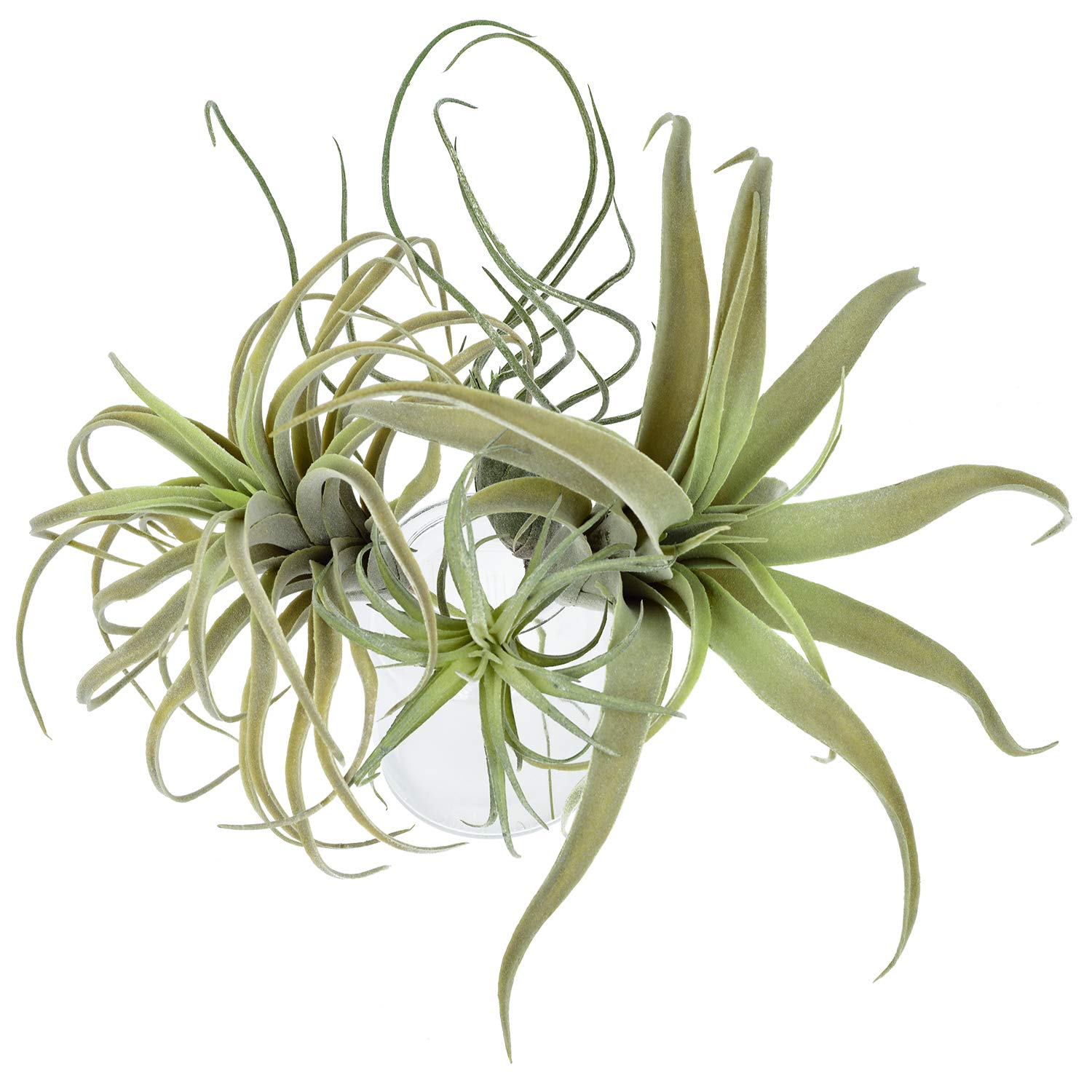 4Pack Artificial Pineapple Grass Air Plants Fake Flowers Faux Succulents Flocking Tillandsia Bromeliads Home Garden Decor,11 Inches