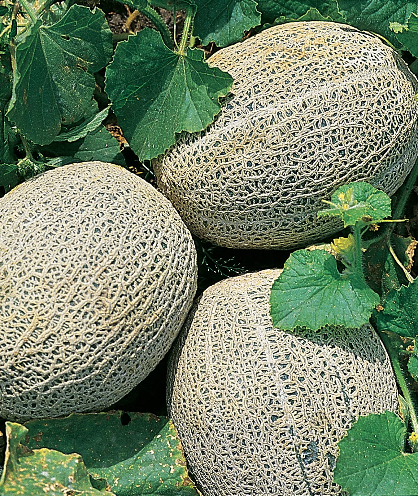 Burpee Hale's Best Jumbo Cantaloupe Melon Seeds 200 seeds
