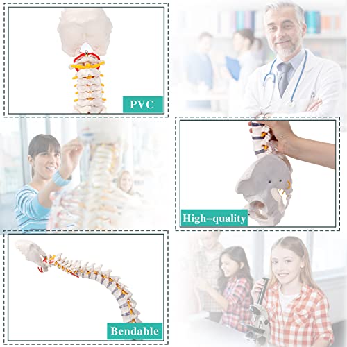 RONTEN Spine Model, 31" Life Size Spinal Cord Model with Vertebrae, Nerves, Arteries, Lumbar Column and Male Pelvis - Mount on a Stand