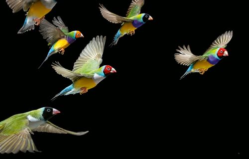 Birds: Photographs