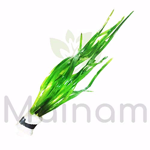 Jungle Vallisneria Spiralis Rooted Easy Background Live Aquarium Plants Decorations 3 Days Live Guaranteed by Mainam