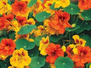 30 Nasturzio "Pollicino Mixed" Semi - Pack of My Secret Gardens