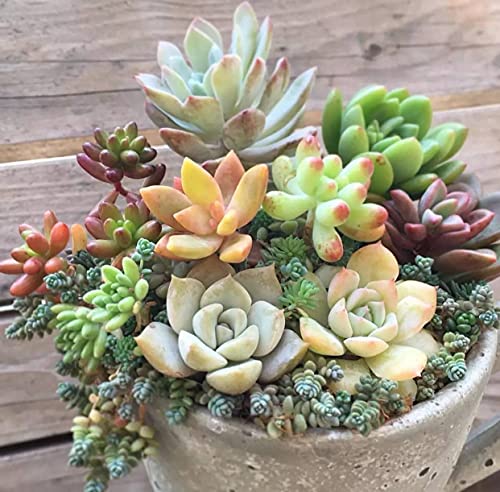500pcs Mix Rare Succulent Seeds for Planting, DIY Bonsai Ornamental Plant Hardy Perennial