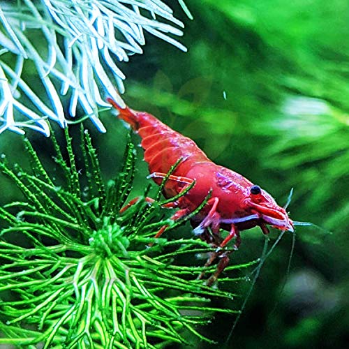 Mainam 1 Hornwort Bunch + 3 Anacharis Freshcut for Pond Live Aquarium Plant Tropical Oxygenating