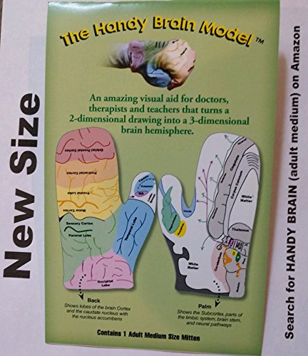 Handy Brain Model B-1.2 (adult medium)
