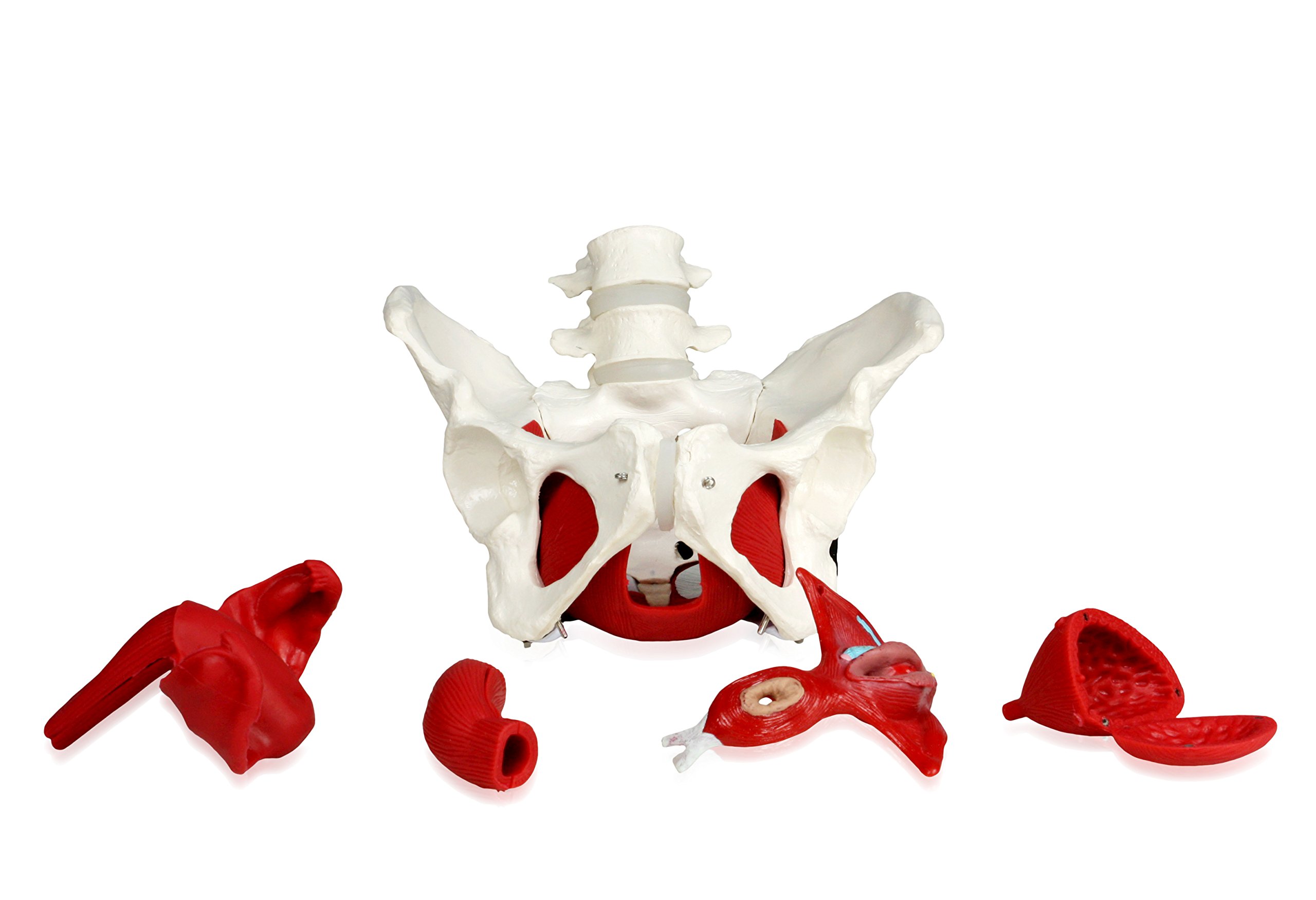 Jackson Global JS00024 Female Pelvis with Organs | Removable Organs Include Uterus, Colon and Bladder | Includes Detailed Instruction Manual