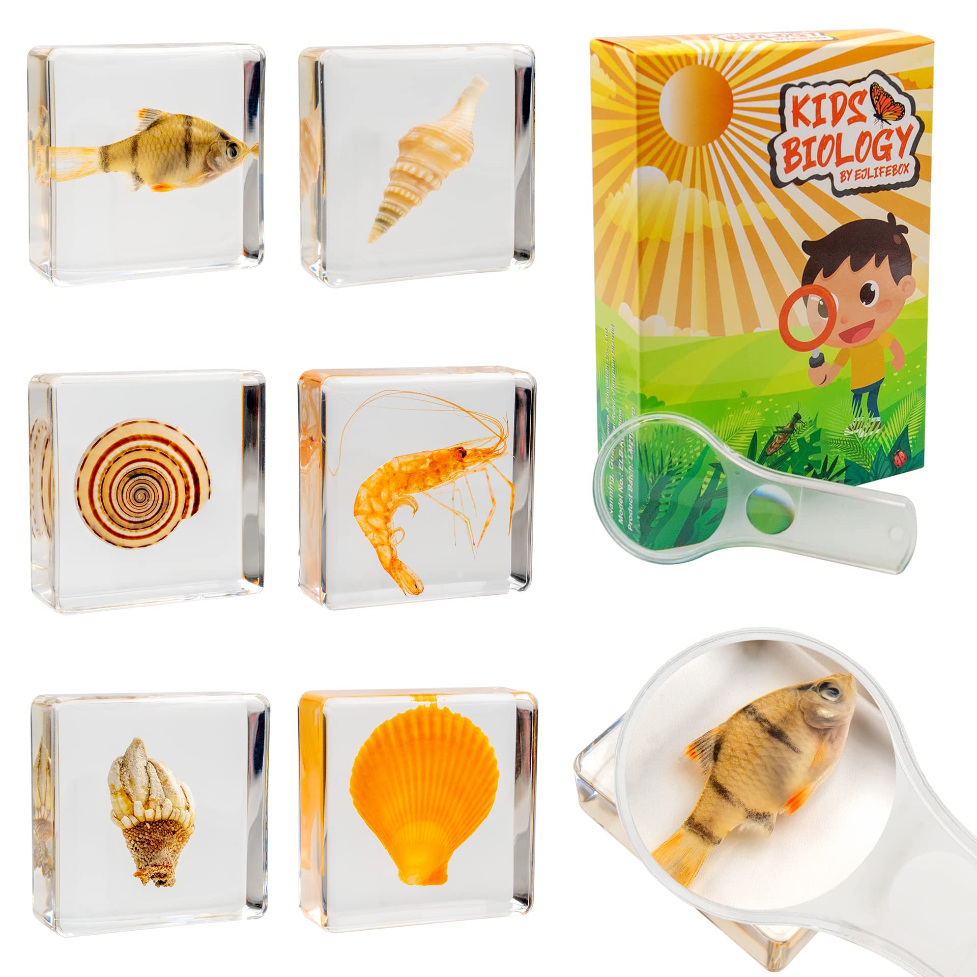 6 PCS Aquatic Life Specimen Set, Architectonica trochlearis, Scallop, Turridae, Kamenote, Shrimp,Tiger Barb Resin Collection Science Toys