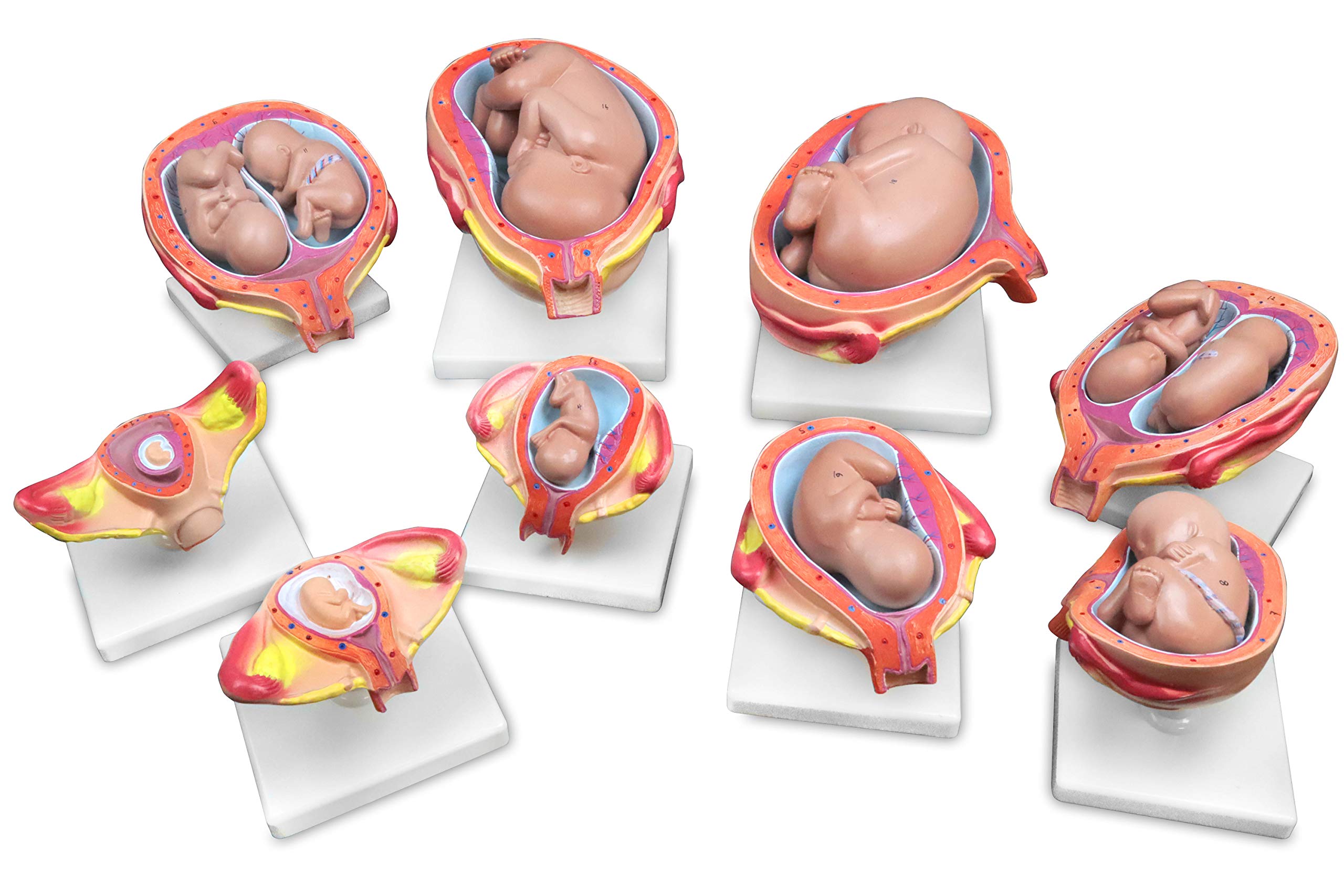Jackson Global JS00073 Fetus Development Model | Set of 8 Models,14 Pieces in Total | Key Anatomical Features Labelled with Accompanying Key Card
