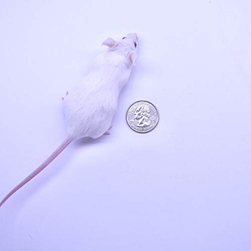 MiceDirect Frozen Small Adult Feeder Mice Food for Juvenile Ball Pythons, Adult Corn Snakes (75 Count)