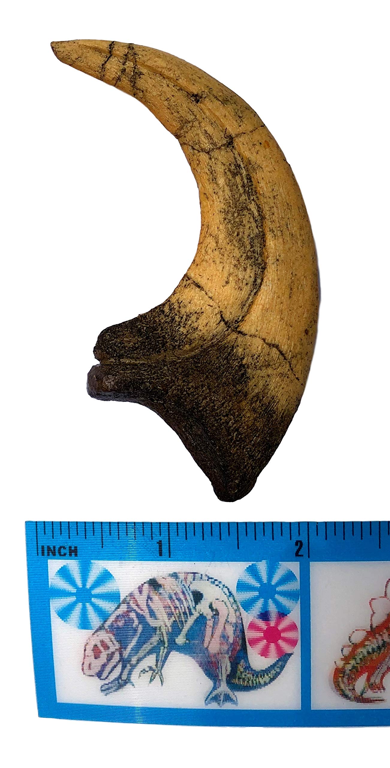 Deinonychus Raptor Dinosaur Claw Replica - Museum Quality Cast Fossil Specimen