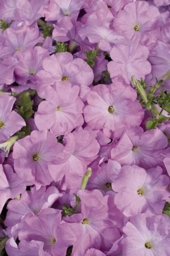 50 Semi - Semi Libertà Velvet pellettato Petunia Primavera