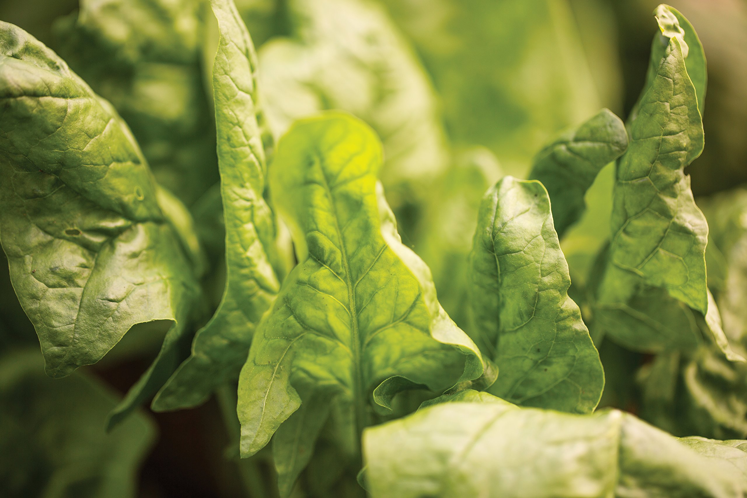 Burpee Double Take Spinach Seeds 200 seeds