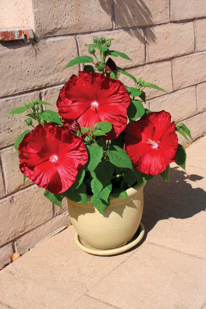 Burpee Honeymoon Red Hybrid Hibiscus Seeds 5 seeds