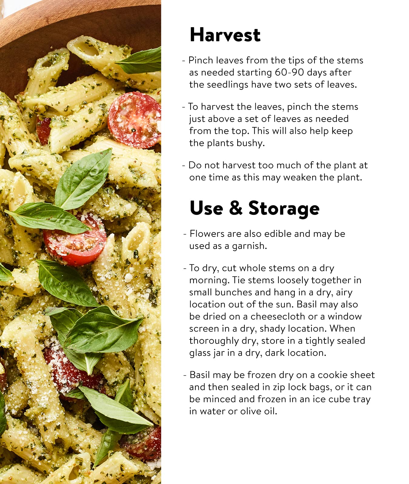Burpee Sweet 500 Non-GMO Seeds for Planting | Grow Fresh Herb in Home Garden | Classic Basil Variety for Italian Cooking
