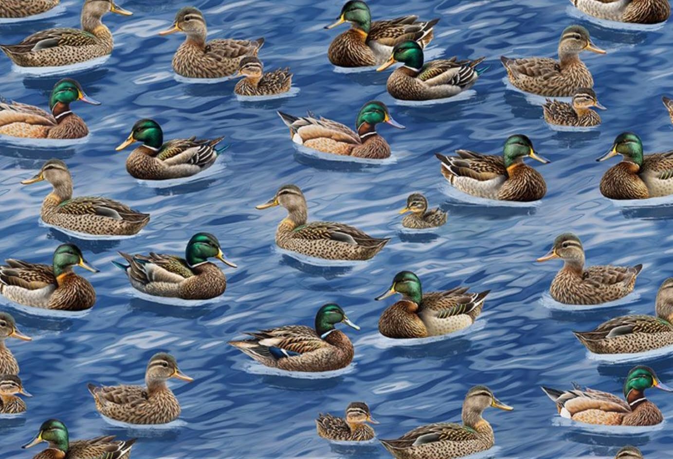Timeless Treasures Mallard Ducks on Blue Lake Water Cotton Fabric by The Yard