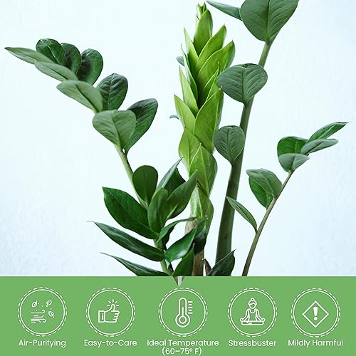 American Plant Exchange Live ZZ Plant, Zanzibar Gem Plant, Plant Pot for Home and Garden Decor, 6" Pot