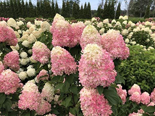 4.5 in. Qt. Limelight 'Prime' Hydrangea, Live Plant, Green and Pink Flowers
